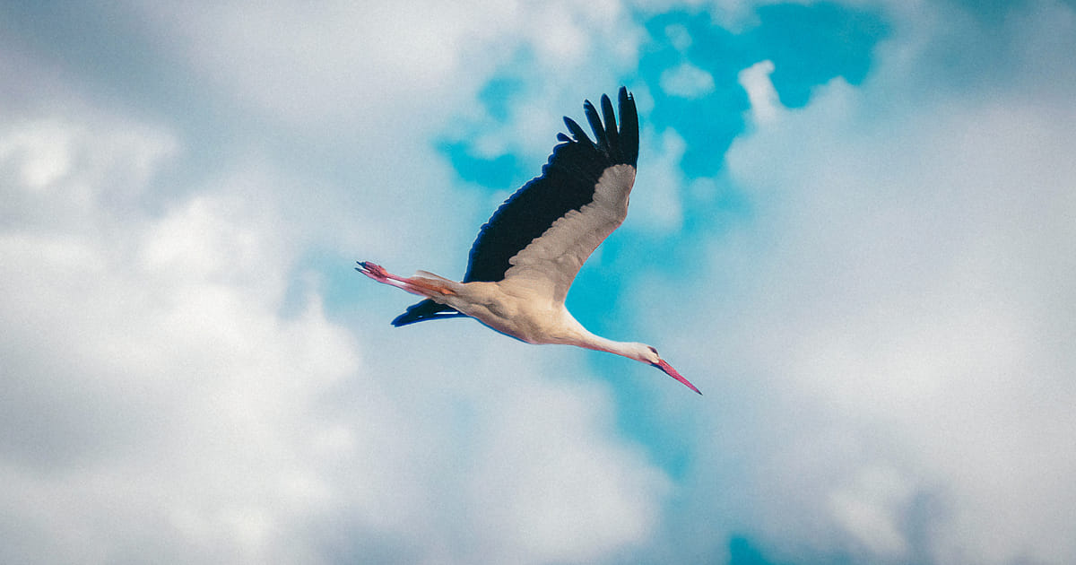 Es gab keinen Pillenknick: 7 Mythen über den Bevölkerungsrückgang